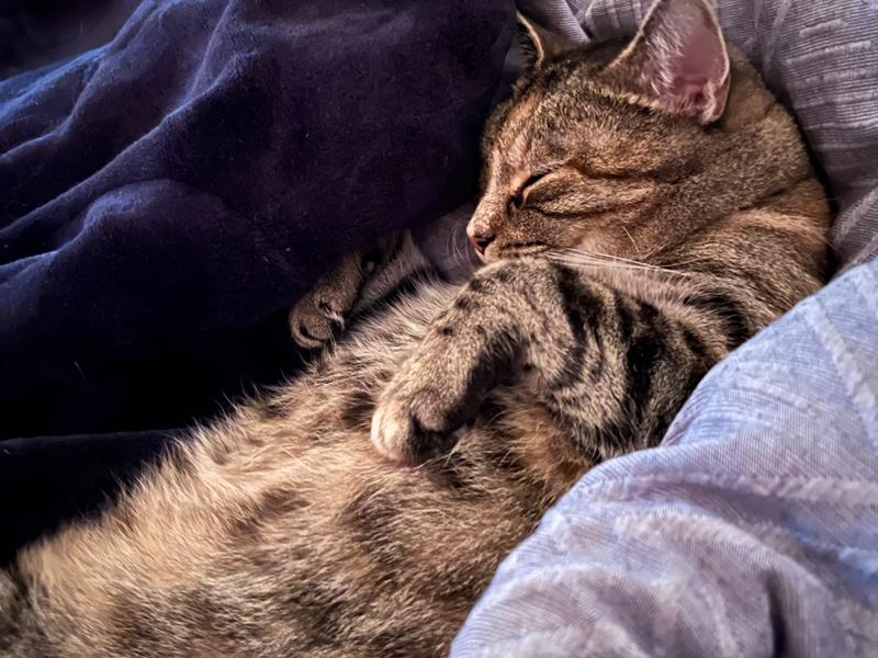 Fly Violet to Her Forever Home - Updates - Givealittle