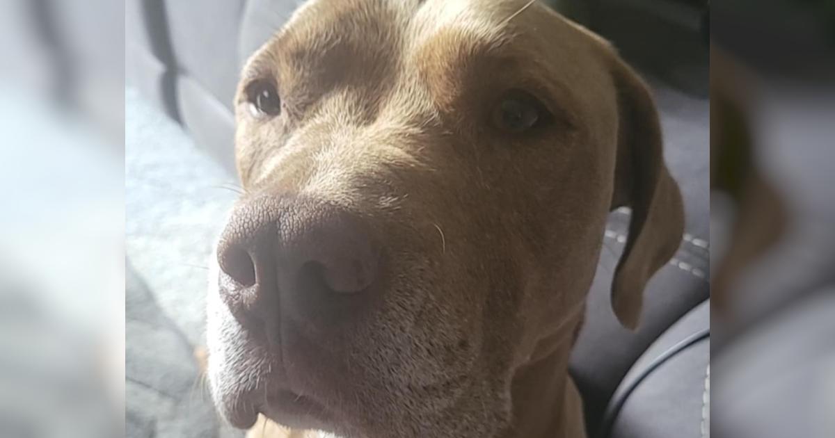 Help Us Get Bronx the Blood Tests He Needs - Givealittle