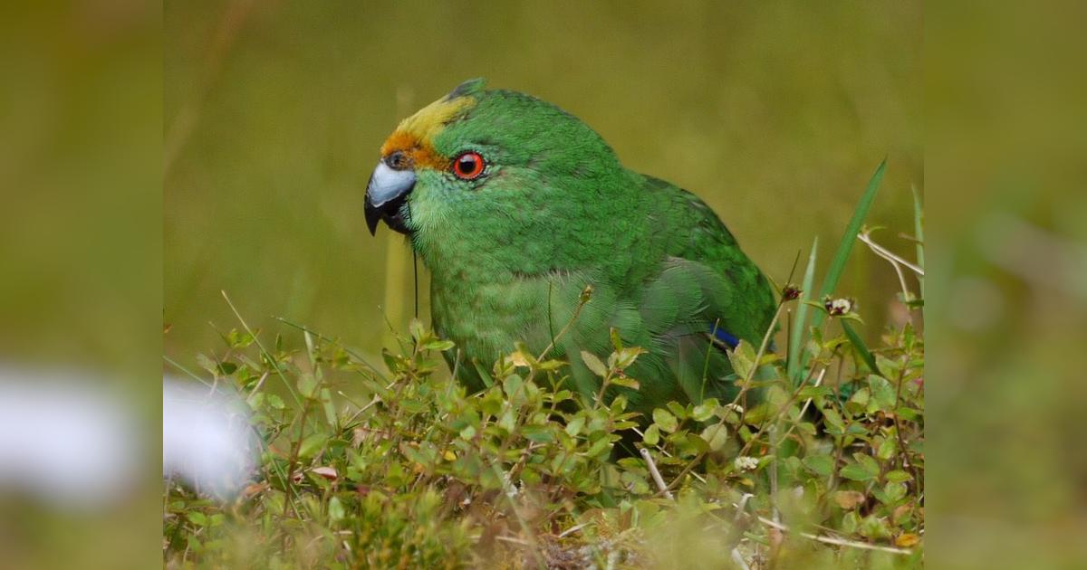 Save the Orange-fronted parakeet from extinction - Givealittle