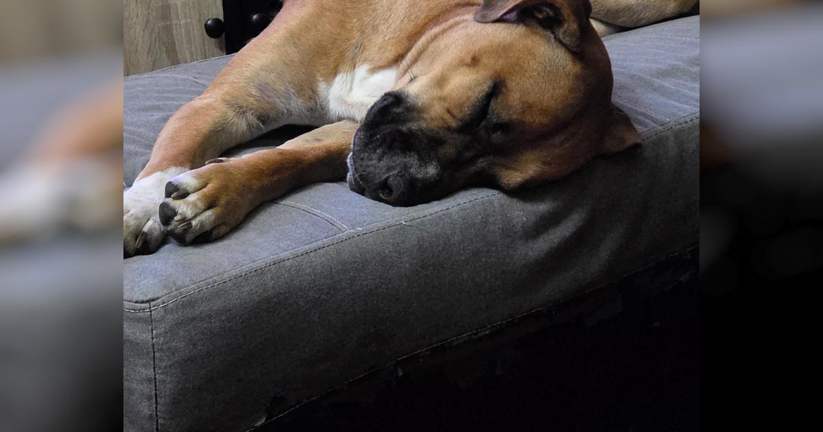 Fur baby help - Givealittle