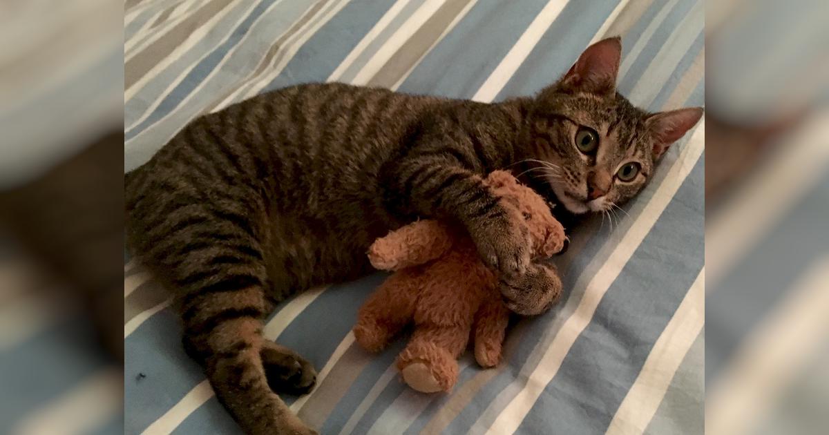 Donations for Peanuts surgery - Givealittle