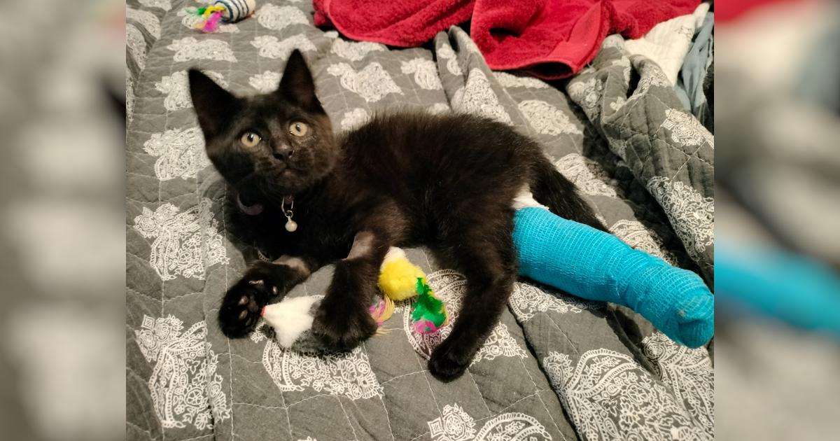 Limping Merlins Journey - Givealittle