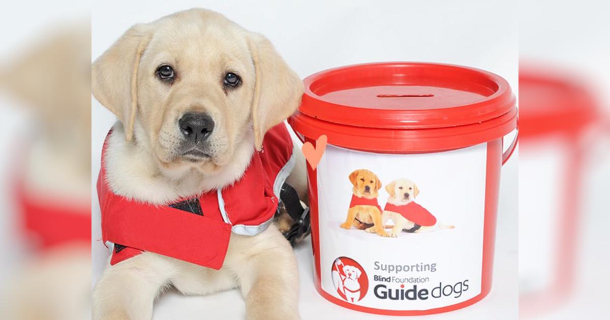 Godwin House Guide Dog Charity Week - Givealittle