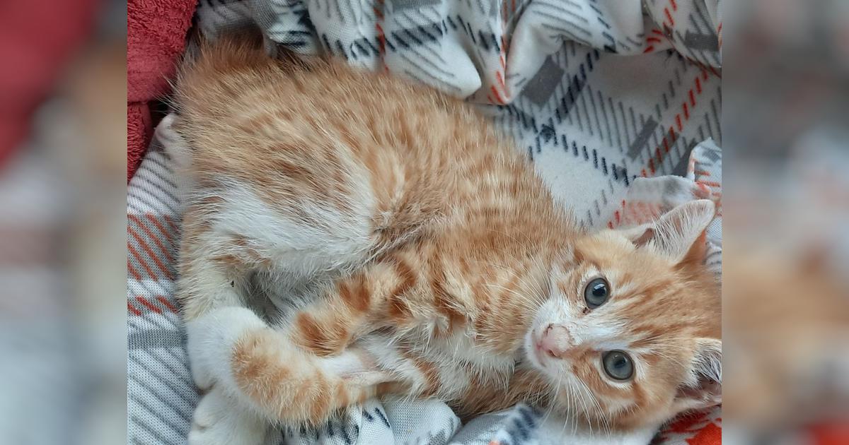 Little Russell 1- Hawk -0 - Givealittle