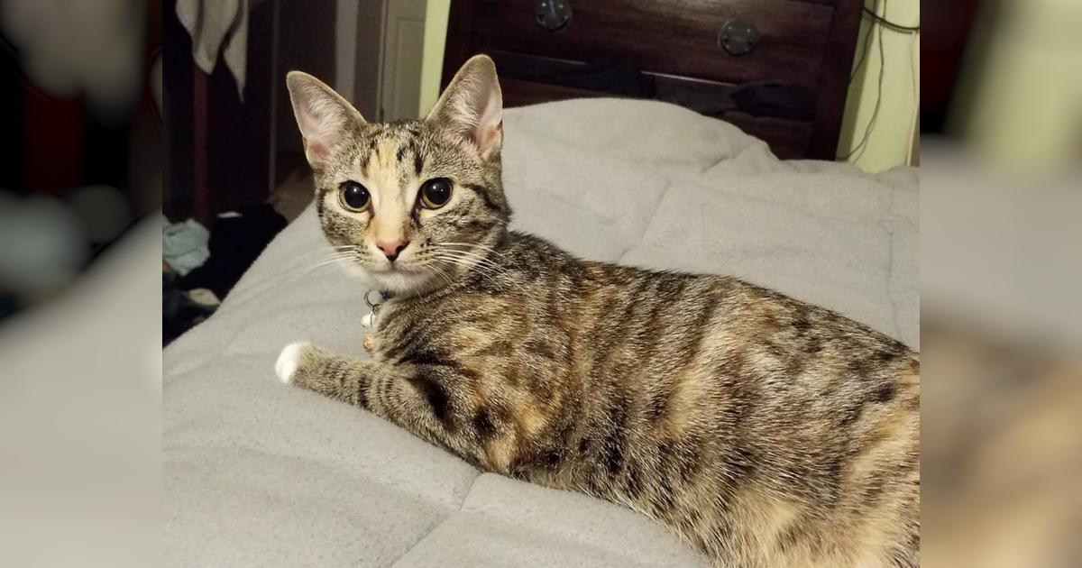 Help save Freya's life from FIP - Givealittle