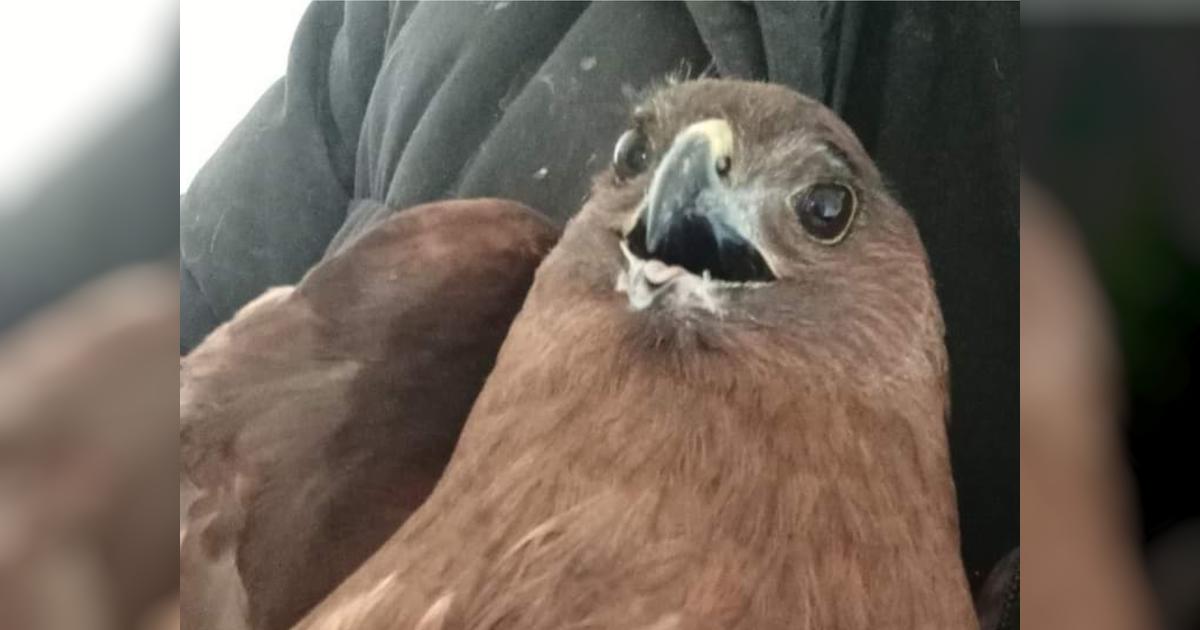 Help our local Raptors - Givealittle