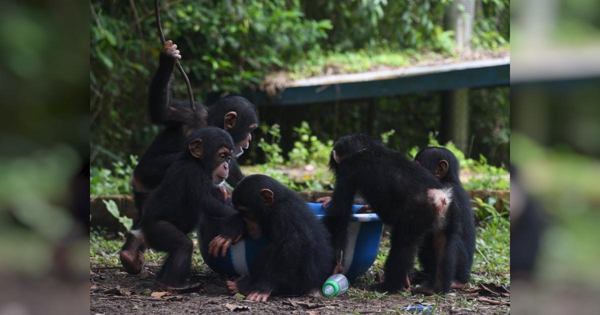 The Big Chimp Rescue - Lets help the Babies and the wonderful people ...