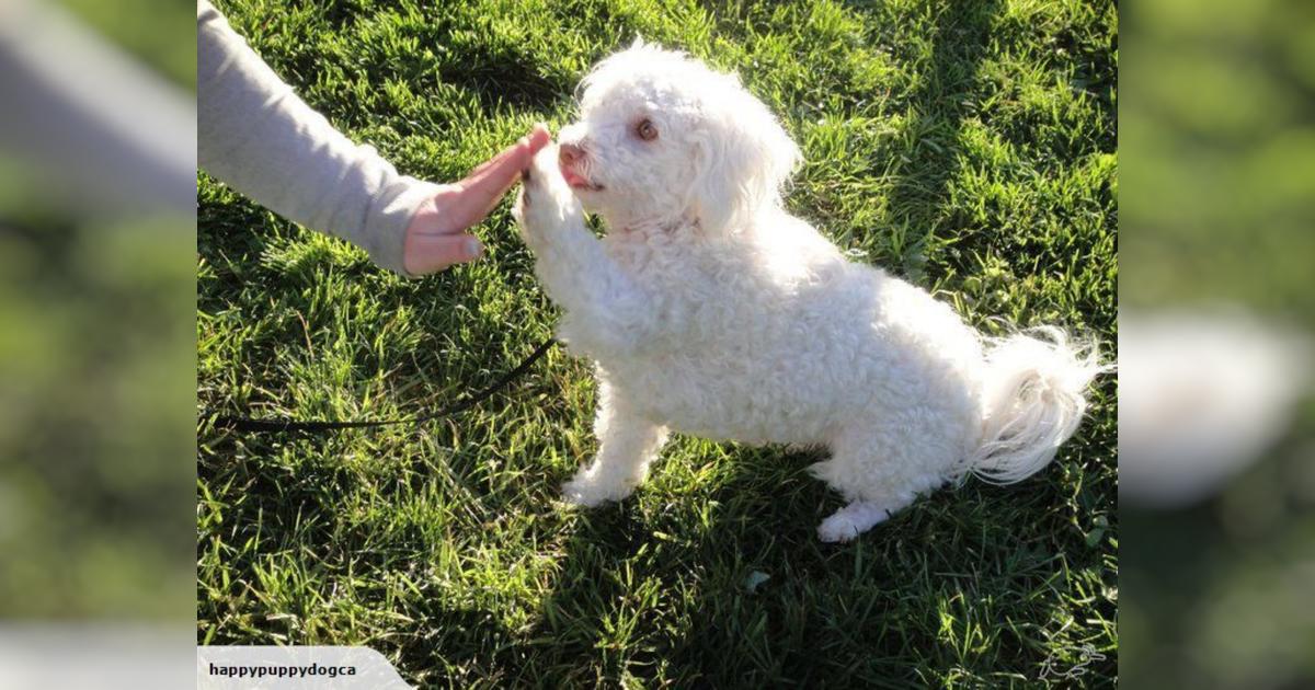 Please help my dog!!!! - Givealittle