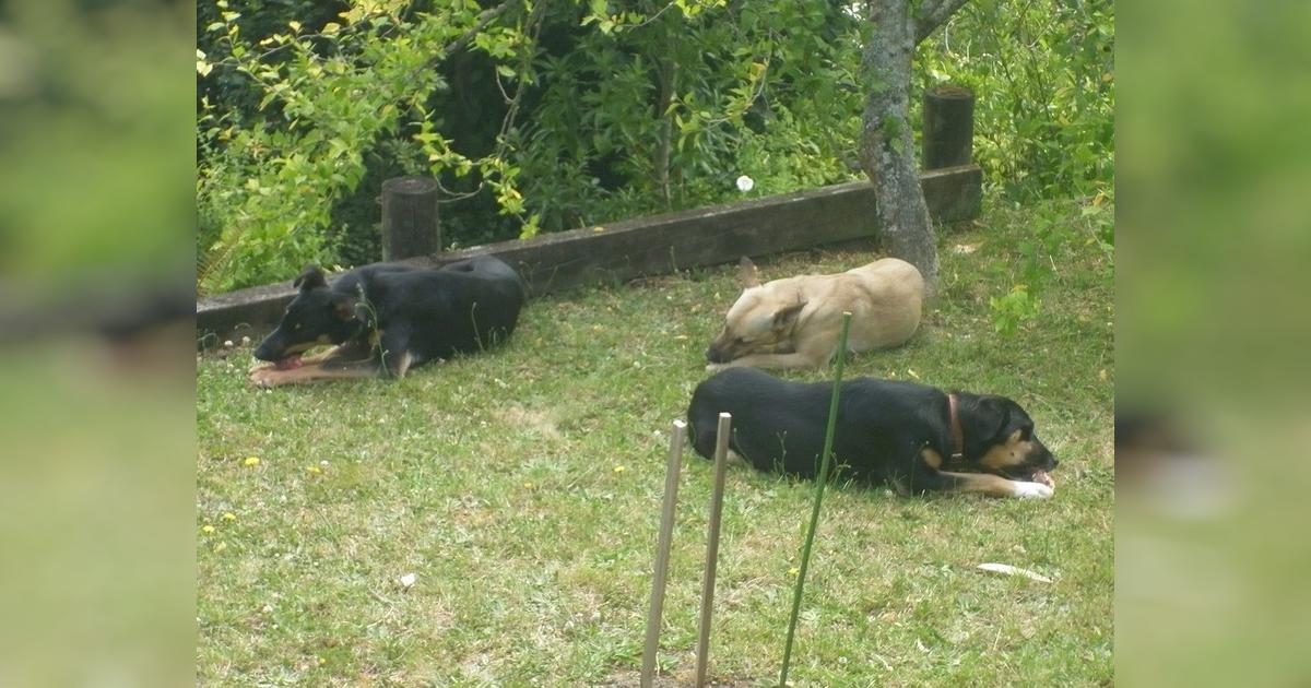 They're In New Zealand!!!! Rarotongan Rescue Dogs in Desperate Need of ...