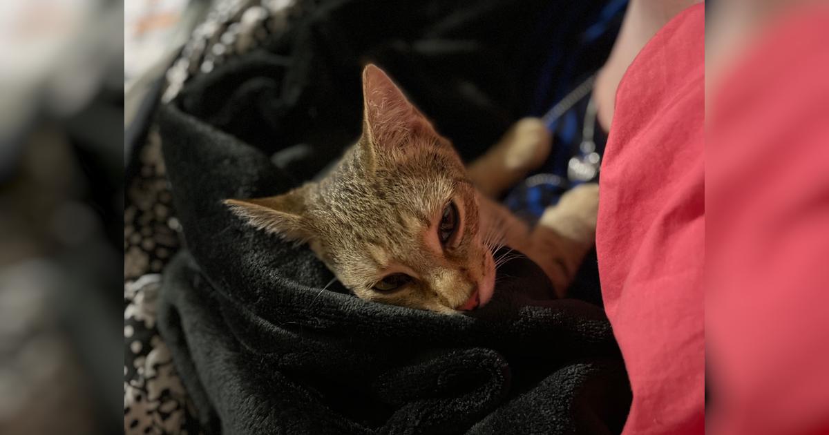 Cat Rescue in Queenstown - Givealittle