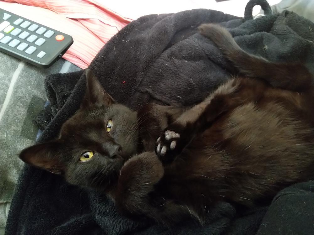 Zimmer - The Broken Kitty That Could... - Givealittle