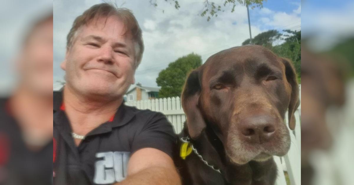 Angus our Chocolate Labrador needs surgery - Givealittle