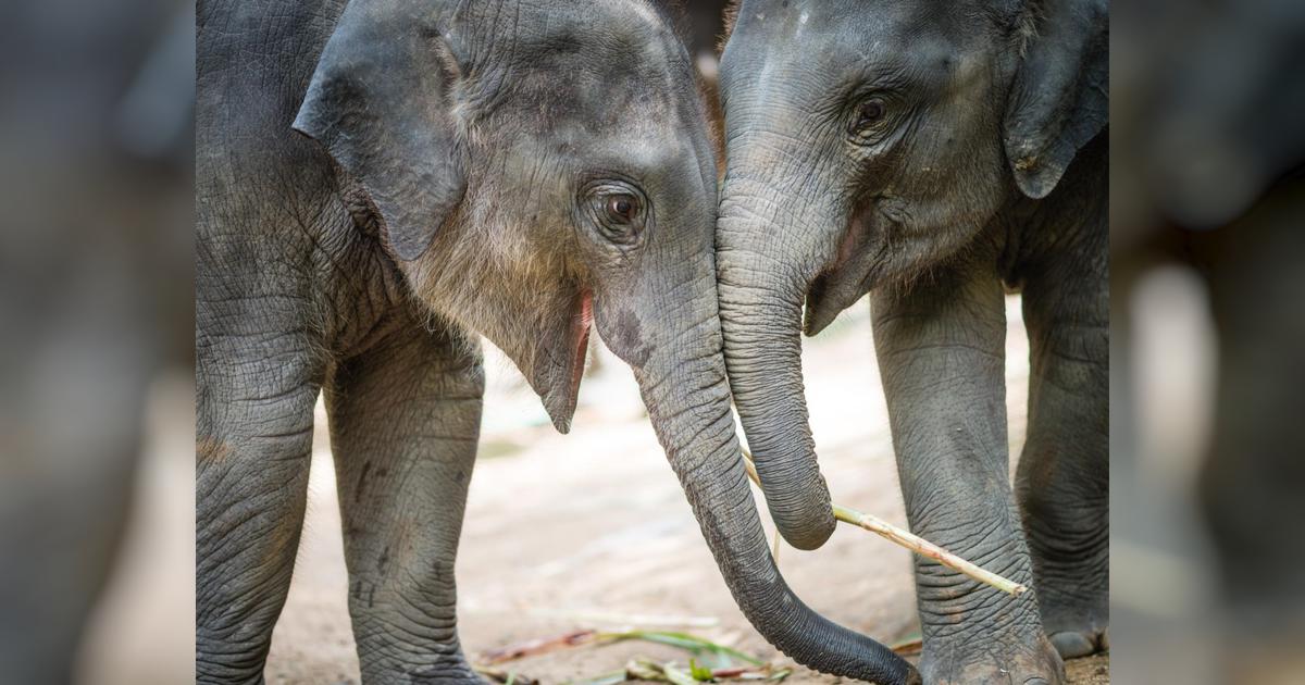 Lemonade sale for Huha (helping you help animals) - Givealittle