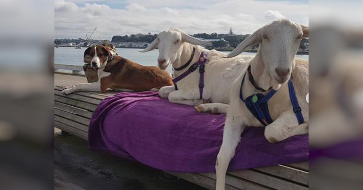 Help Grant affording his goat's (Dave) surgery - Givealittle