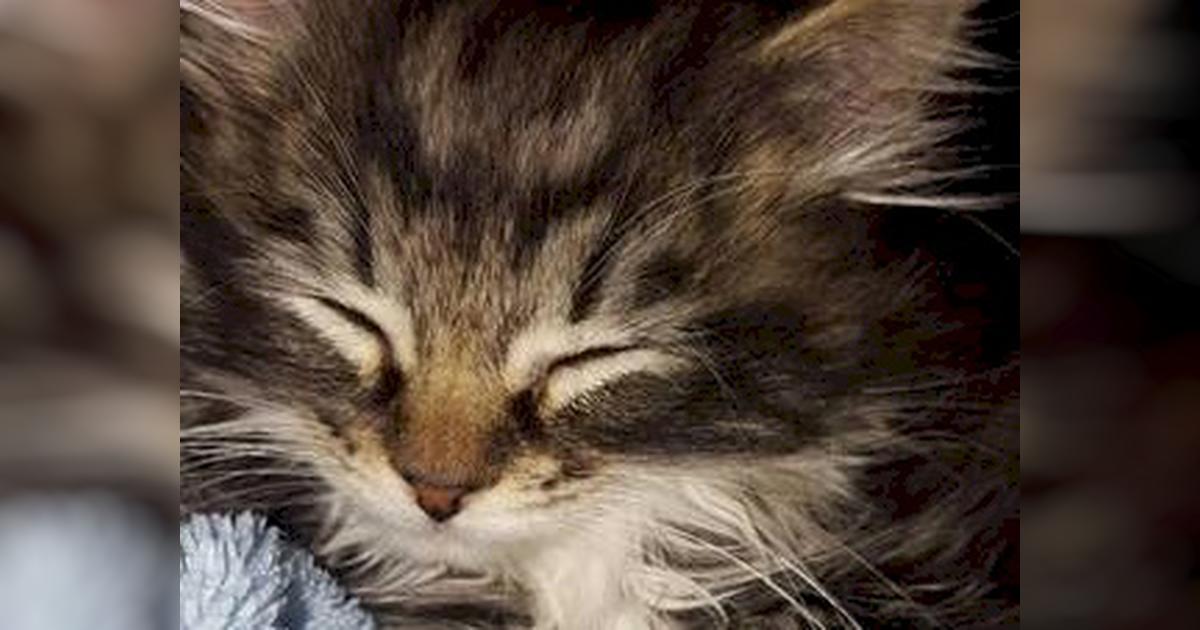 Kitten Inn Annual Street Appeal - Givealittle