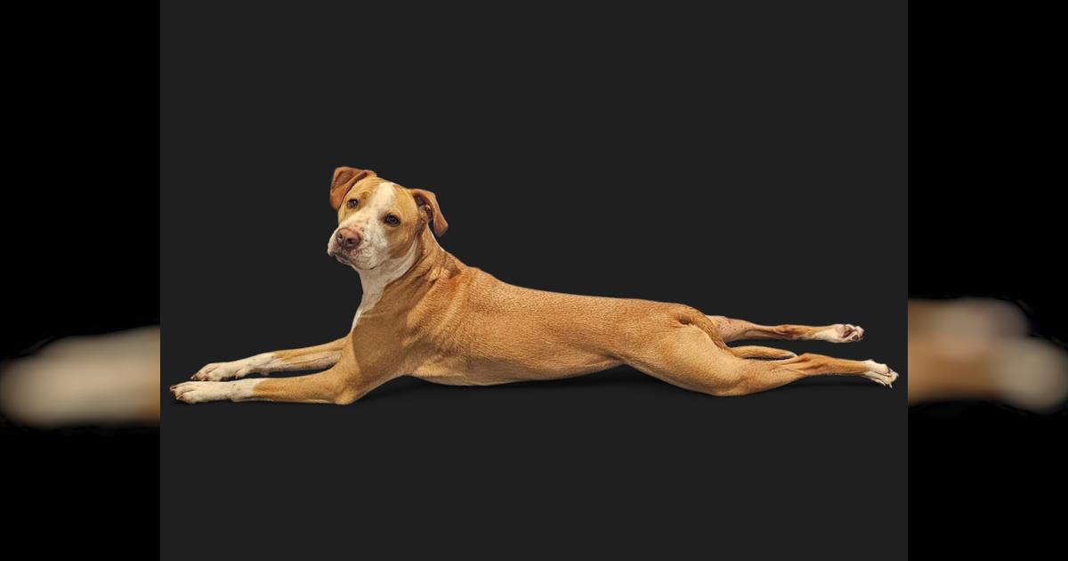Maverick Needs $6 Daily Medication - Givealittle