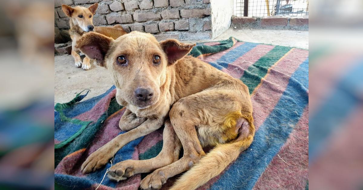 HELP ME BUILD SHELTER FOR STREET DOGS IN RURAL INDIA - Givealittle