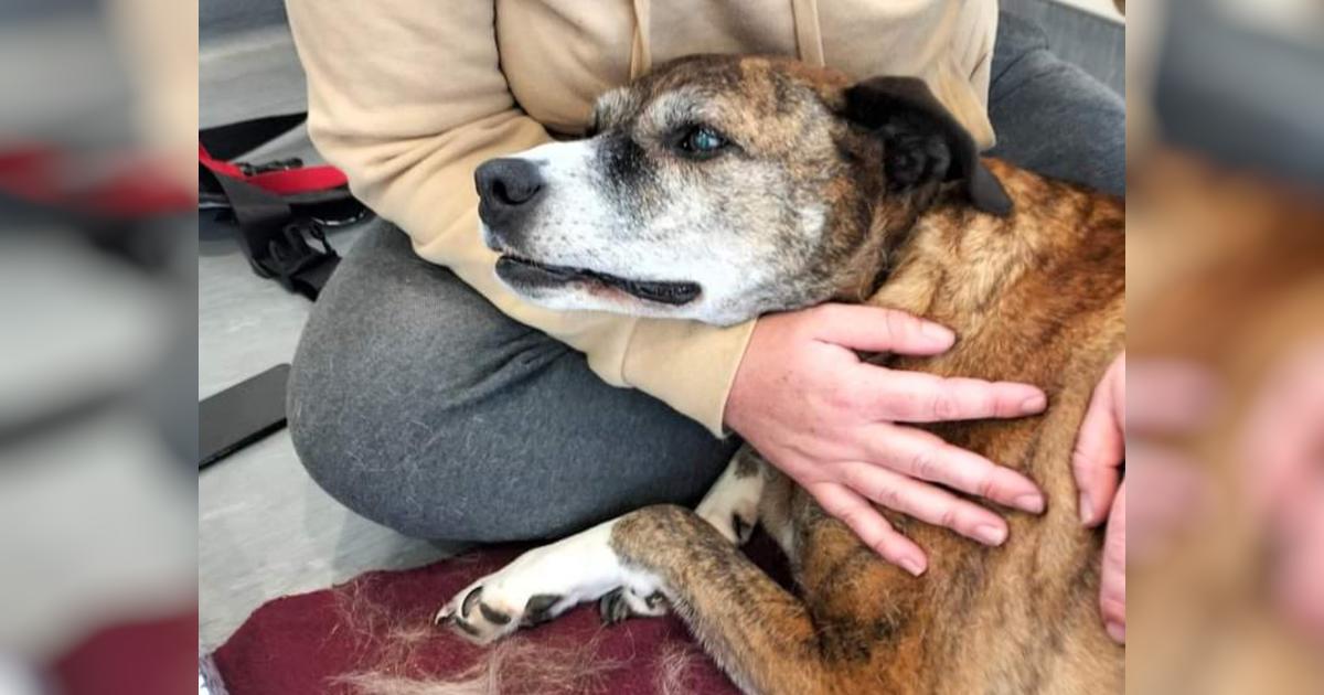 Help me bring my fur baby home - Givealittle