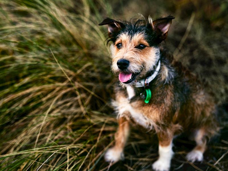 Pet Refuge New Zealand Charitable Trust - Givealittle