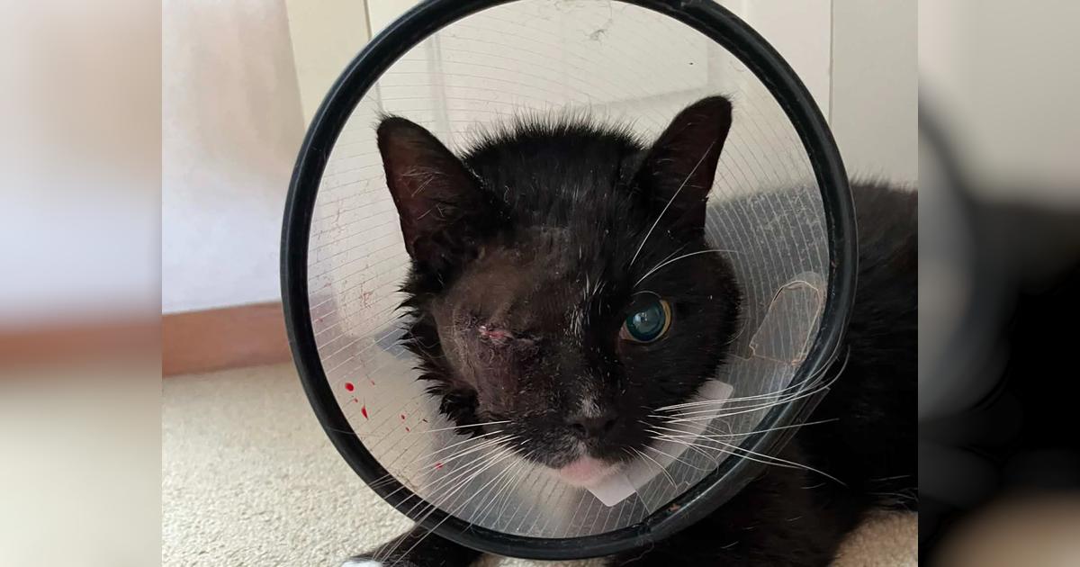 For Gary the cat. My friend who lost his eye due to a detatched lens ...