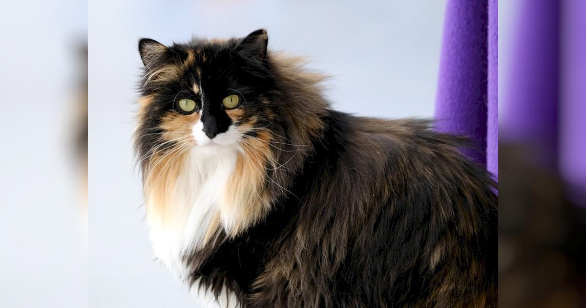 Cats Protection League Wellington 2016 Street Day Appeal - Givealittle