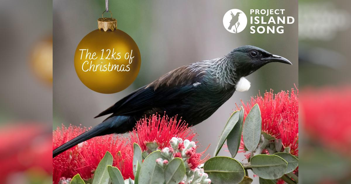 The 12ks of Christmas for Project Island Song - Givealittle