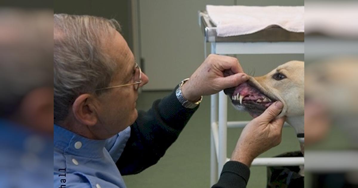 Steadfast Friends - Givealittle