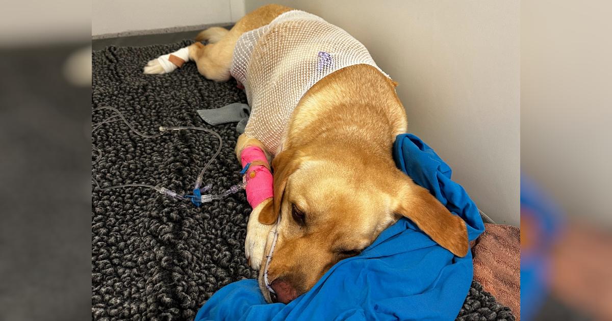 Help Chilli fight for his Life!!! - Givealittle