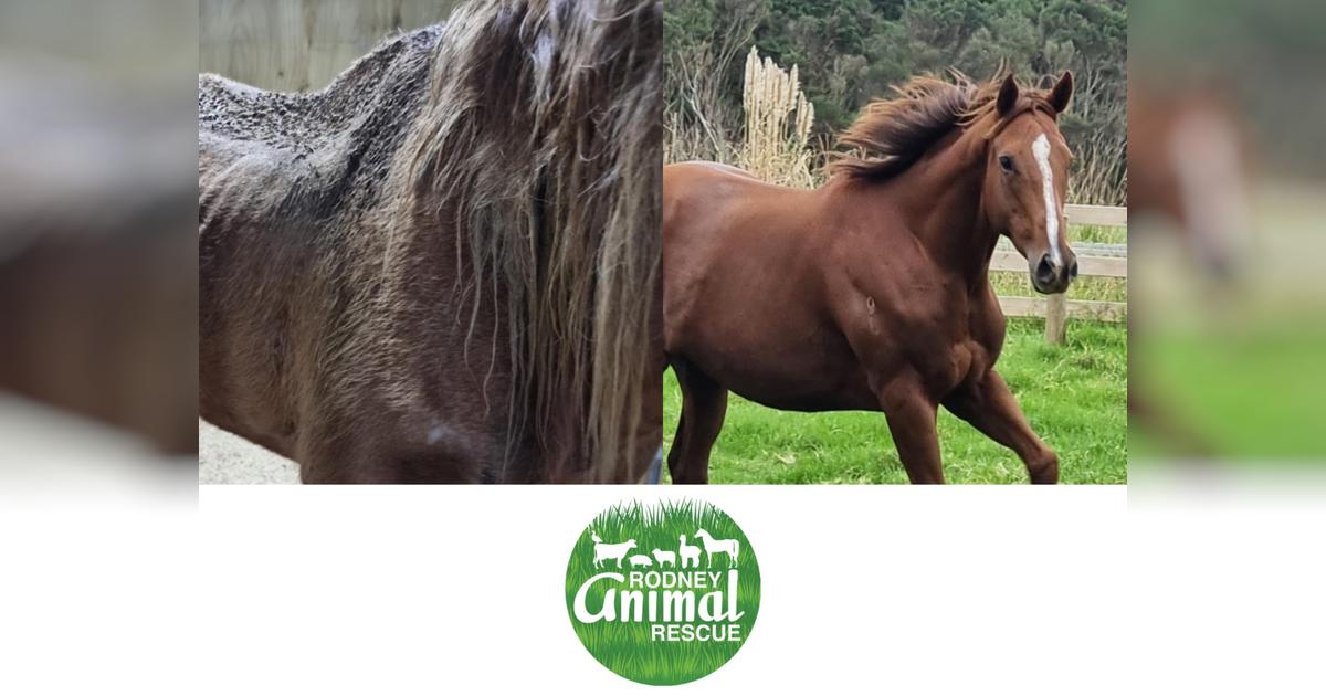 Help Us Feed Our Rescue Horses – Hay Drive for Rodney Animal Rescue ...