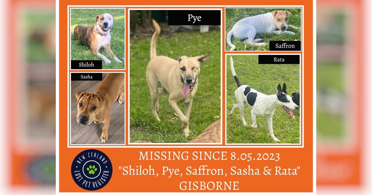 Help us find our missing dogs and bring them home safe - Givealittle