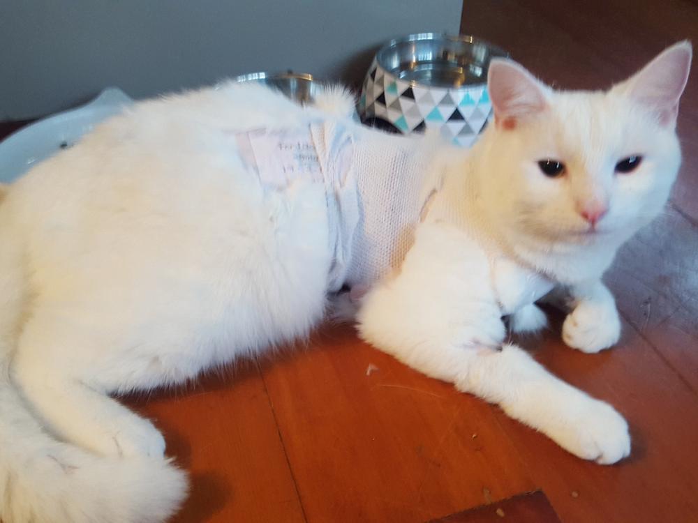 Helping Harry Heal - Givealittle