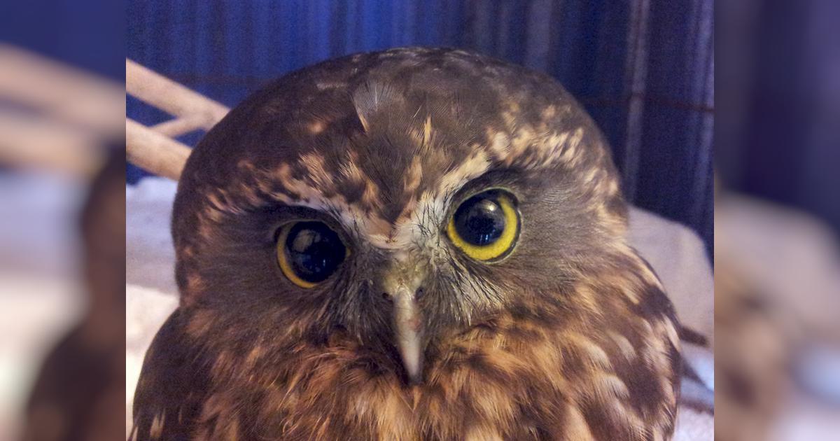 Ngahuia Wild Bird Rescue Ruru Aviary Fund - Givealittle