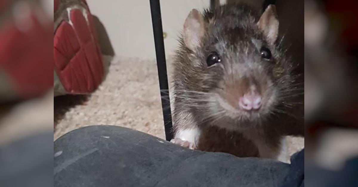 Rescue Rat needs help - Givealittle