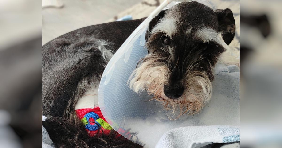 Help Louis Walk Again - Givealittle