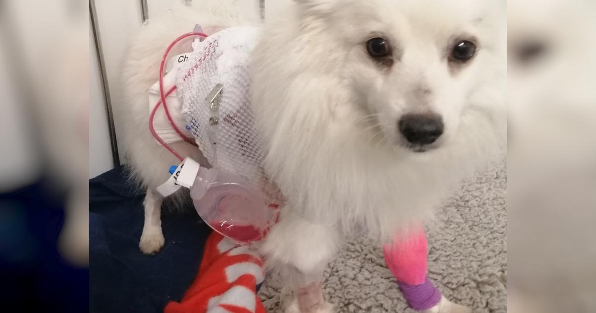 Saving Luna - Givealittle