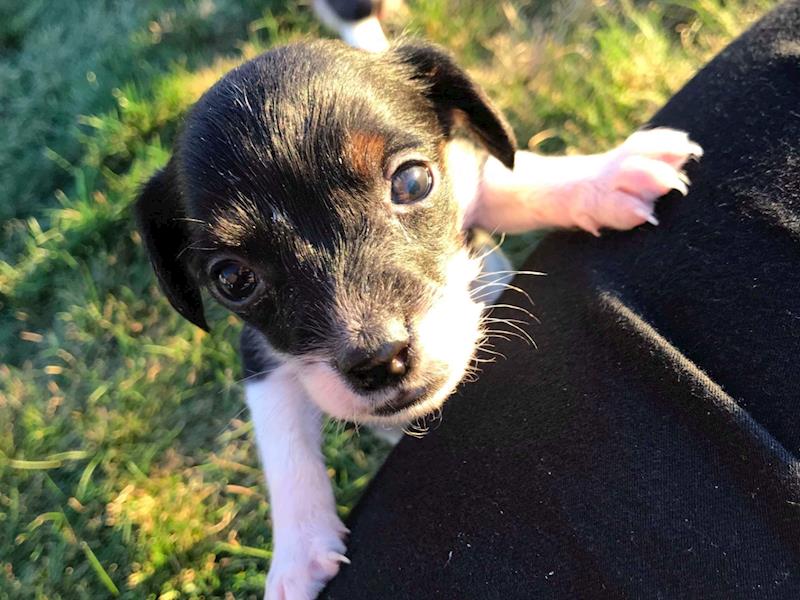 Saving Louie the gorgeous miniature fox terrier puppy - Givealittle