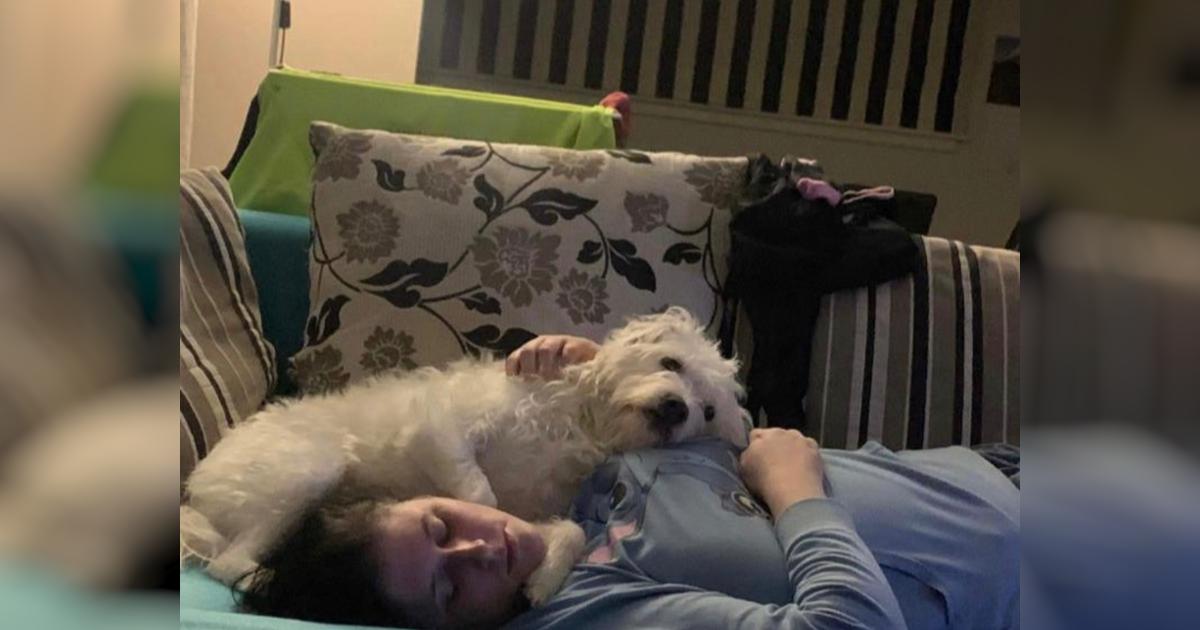 Title: Help Me and My Dog Return Home Safely - Givealittle