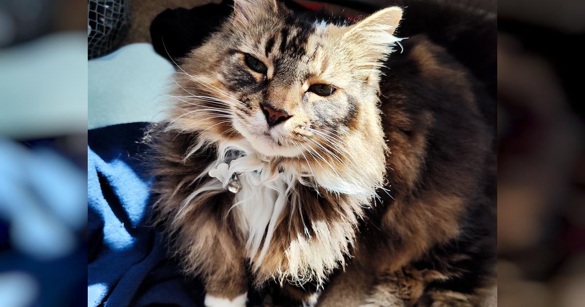 Holiday Cat-tastrophe! - Givealittle