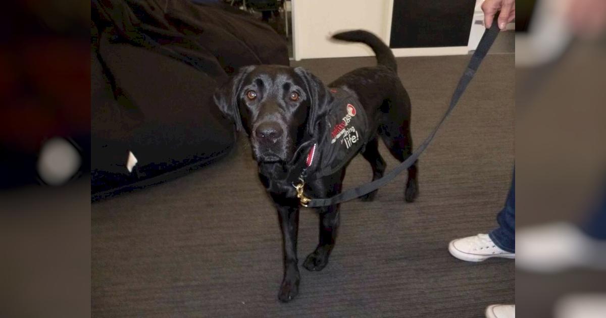 Falco for Frances - Givealittle