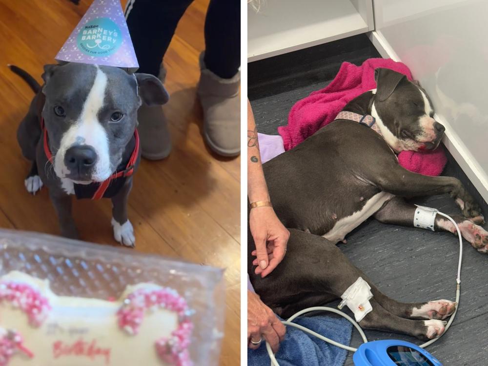 Surgery For (Our fur baby) Peanut. - Givealittle