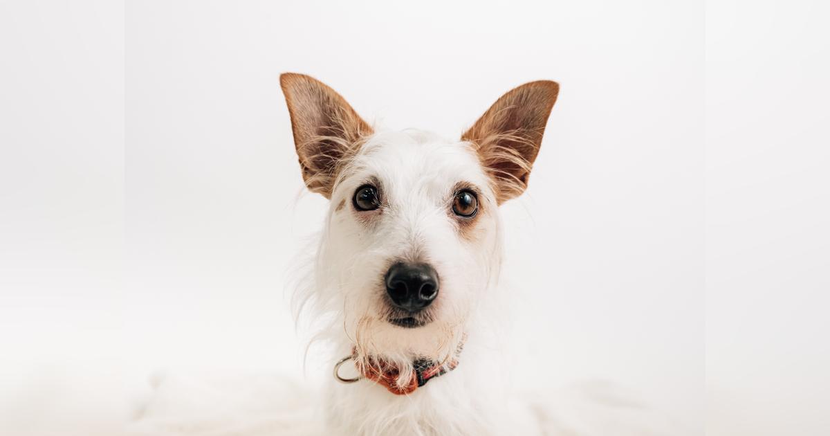 Quill needs your Help for IVDD surgery - Givealittle