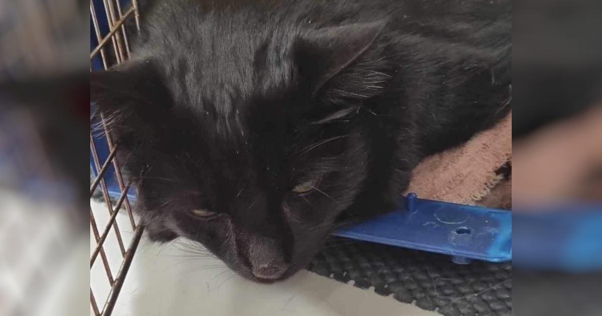 Onyx our fighter - Givealittle