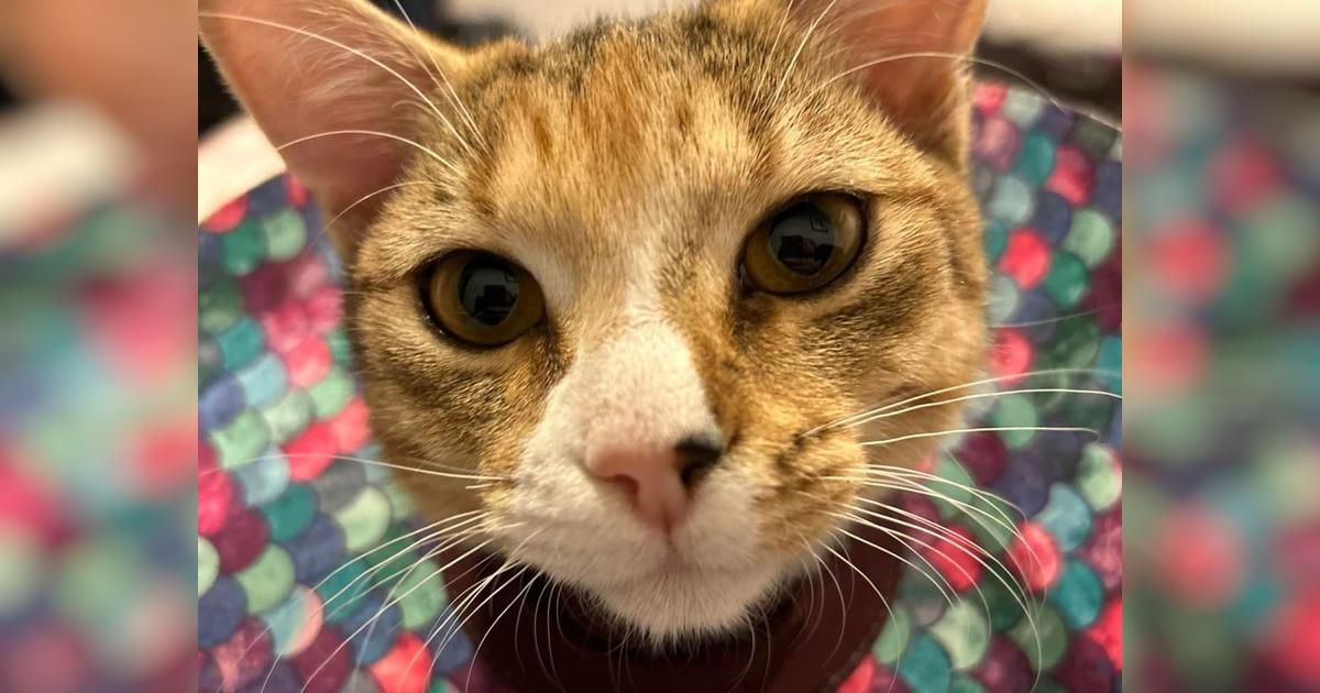 Raising Funds For Rexy! - Givealittle