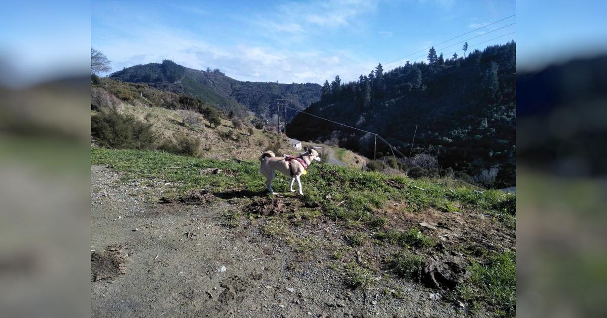 Cleo's 100k Challenge - Givealittle