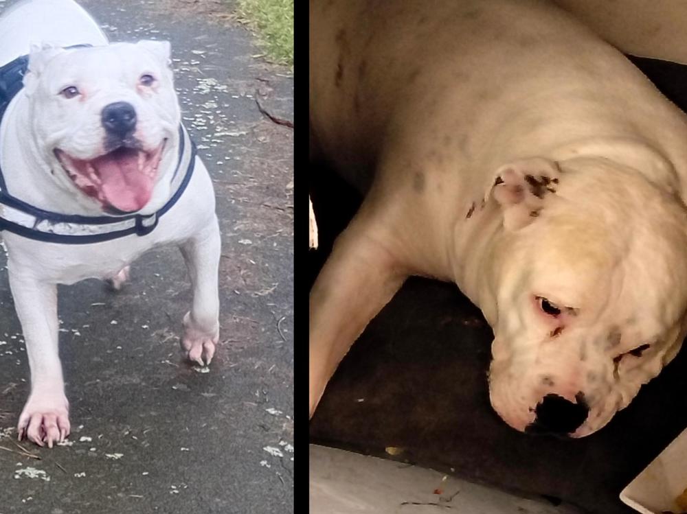 Help an abused dog heal - Givealittle