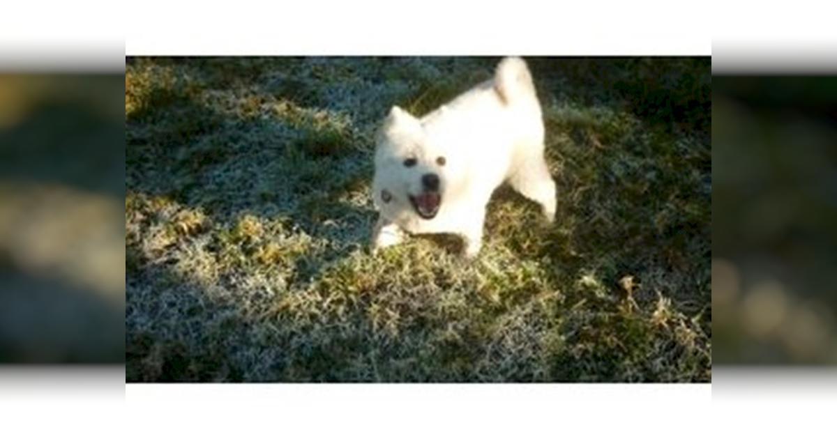 Dog Rego - Givealittle