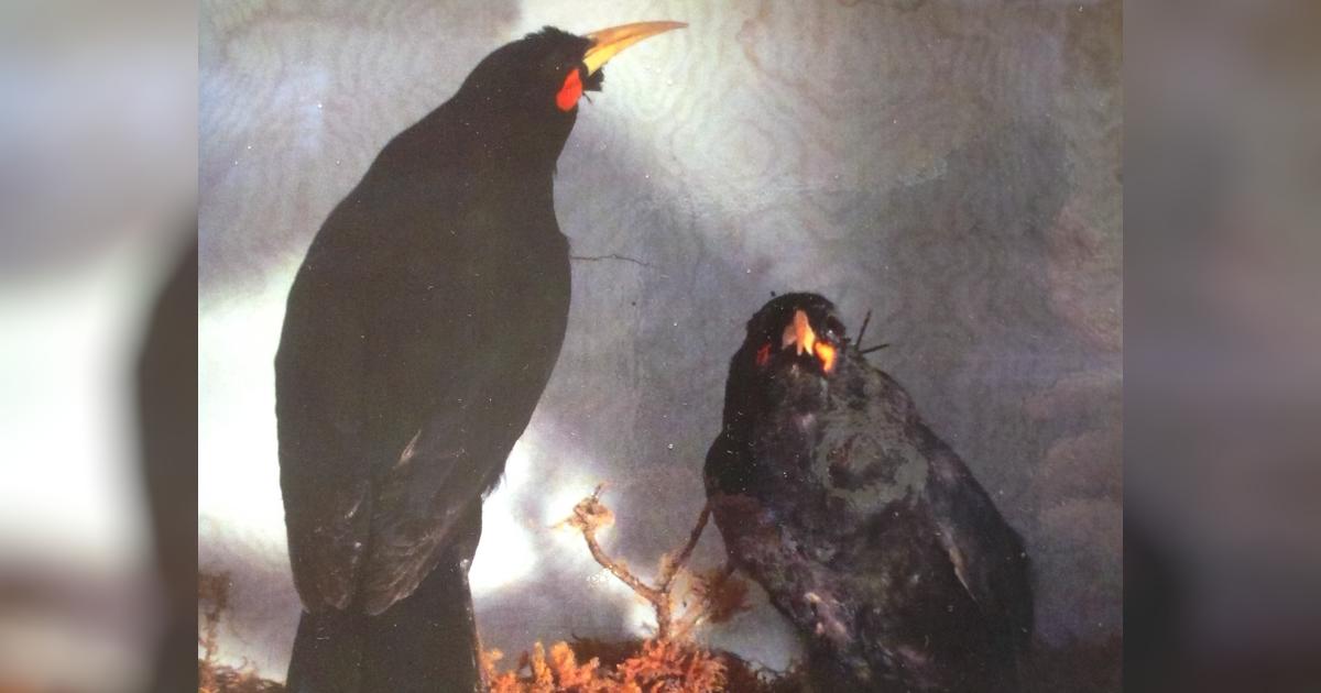 Seeking funds for safe return of female Huia bird stolen from our ...