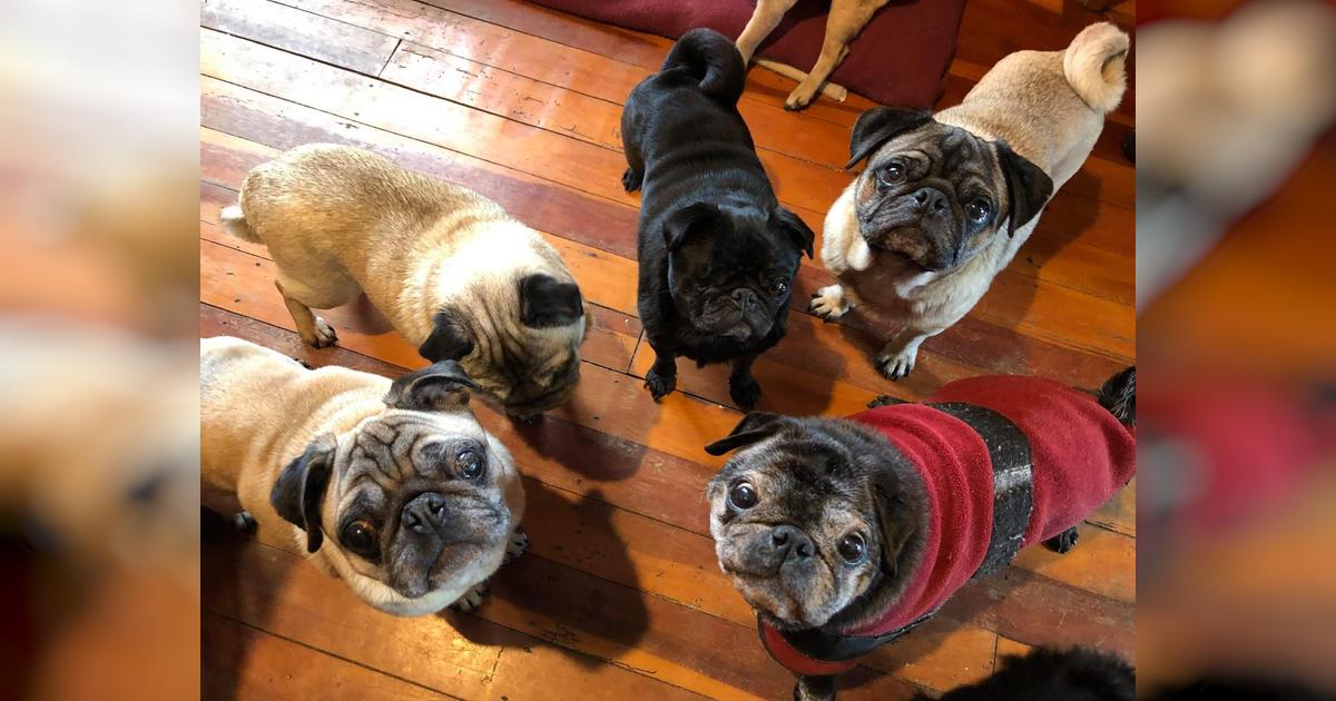 NZ Pug Rescue, helping Pugs for over 20 years - Givealittle