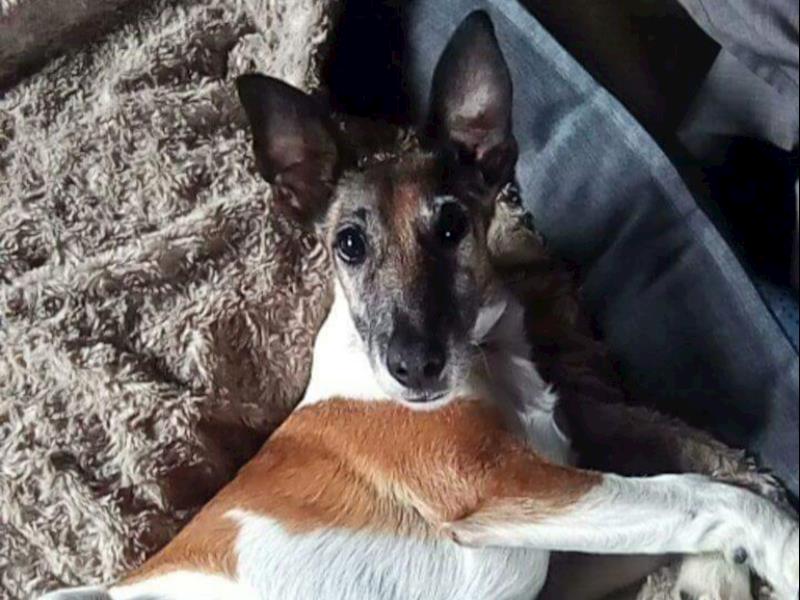 Denver Dog needs your help. - Givealittle