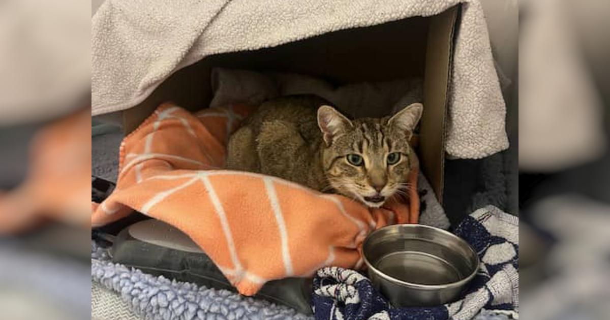 Ruby-cats heart journey - Givealittle